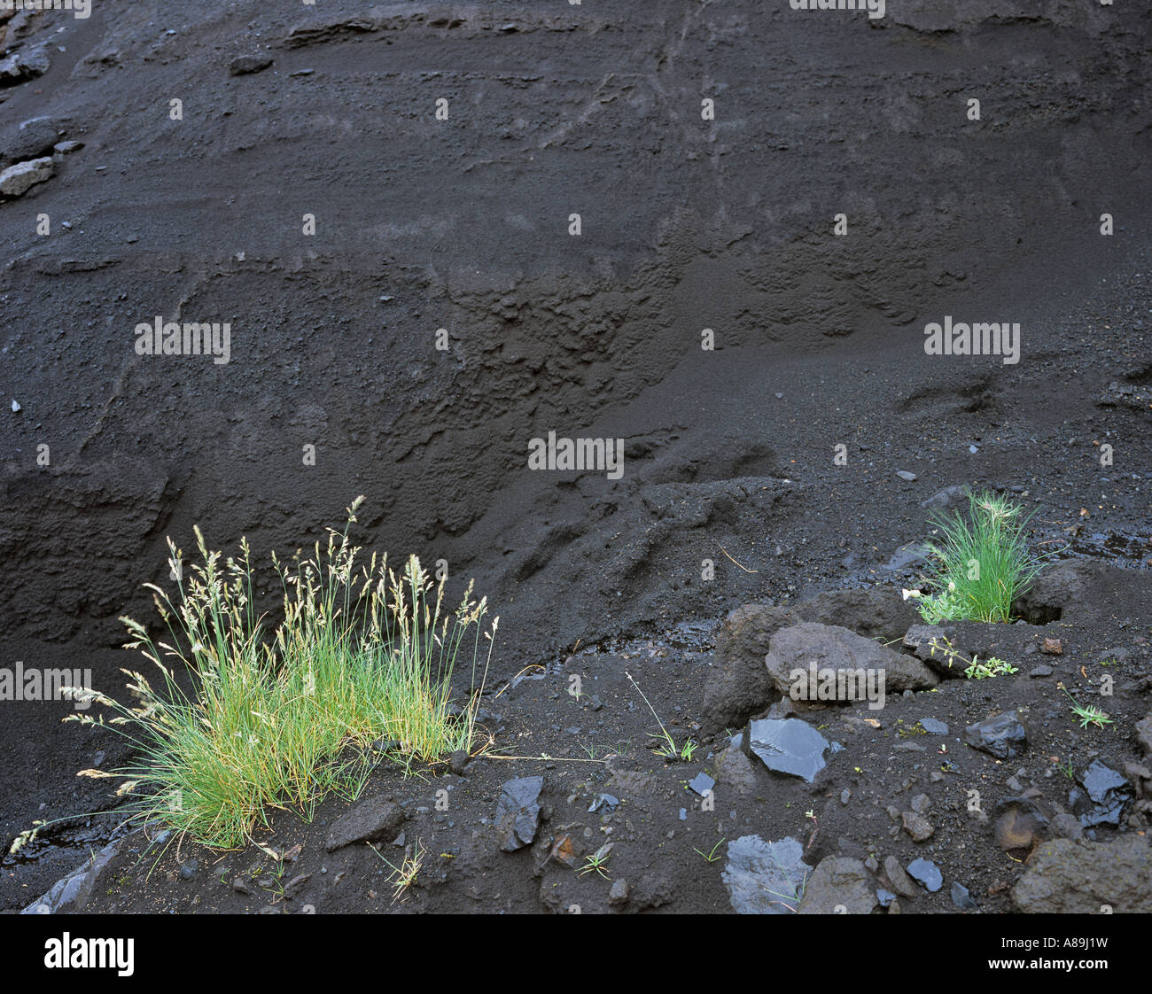 Grass is growing on black lava ash, Thorsmoerk, Iceland Stock Photo - Alamy