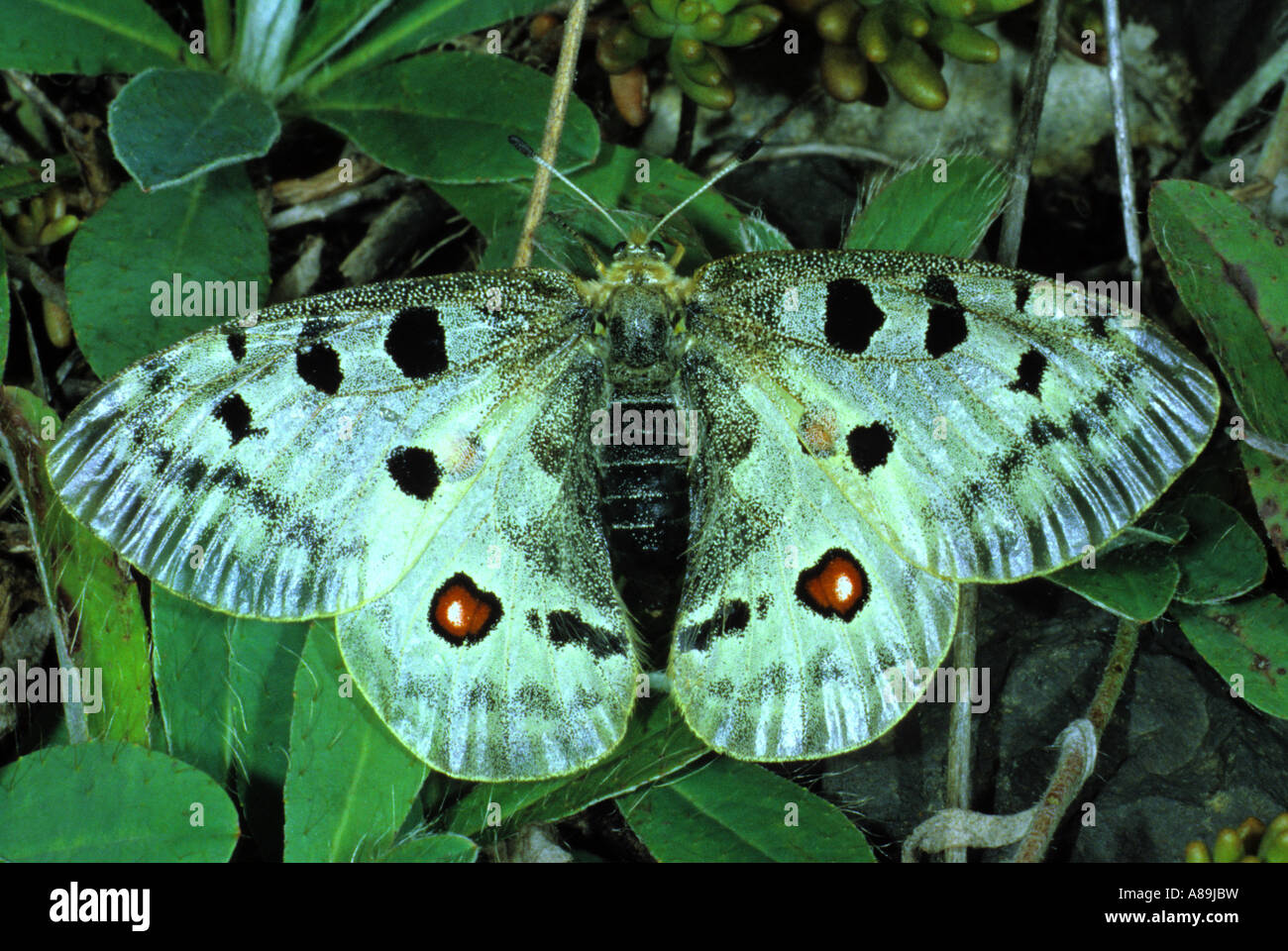 Mountain Apollo (Parnassius apollo Stock Photo - Alamy