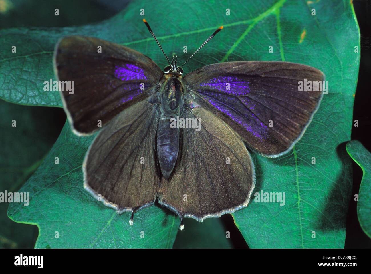 Oak hawk moth (Quercusia quercus Stock Photo - Alamy