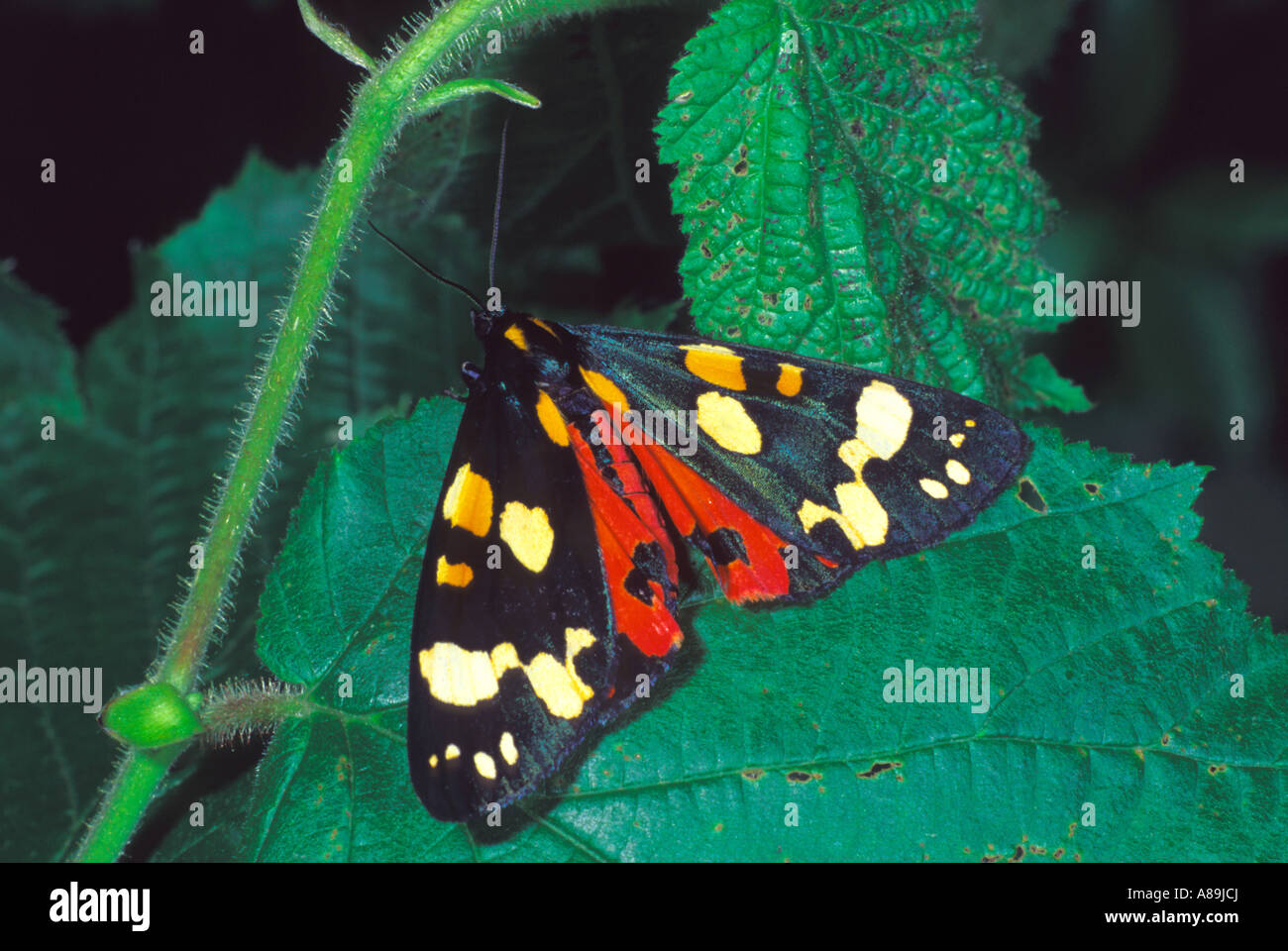 Panaxia butterfly hi-res stock photography and images - Alamy