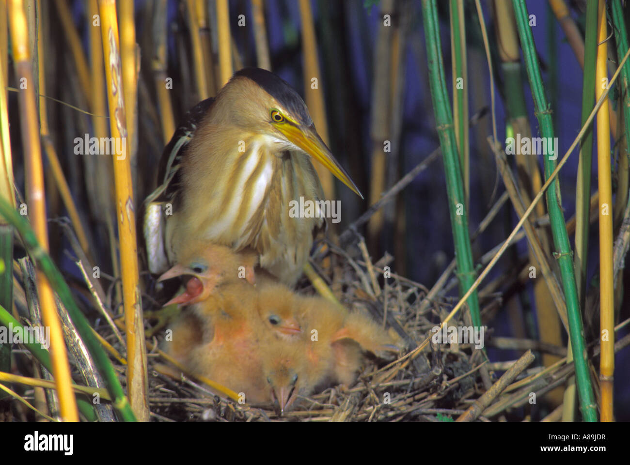 Little Bittern (Ixobrychus minutus), female at nest with chicks Stock ...