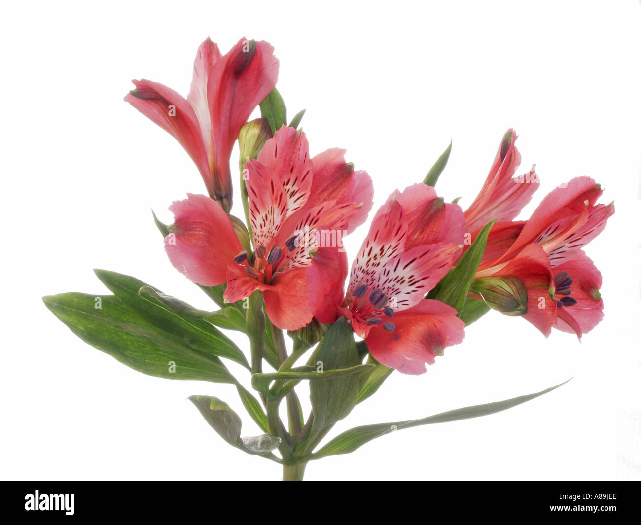 Cut of flowers Cut Out Stock Images & Pictures - Alamy