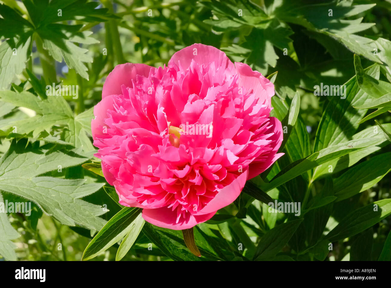 Pink flowers of paeonia officinalis, cultivated filled form ...