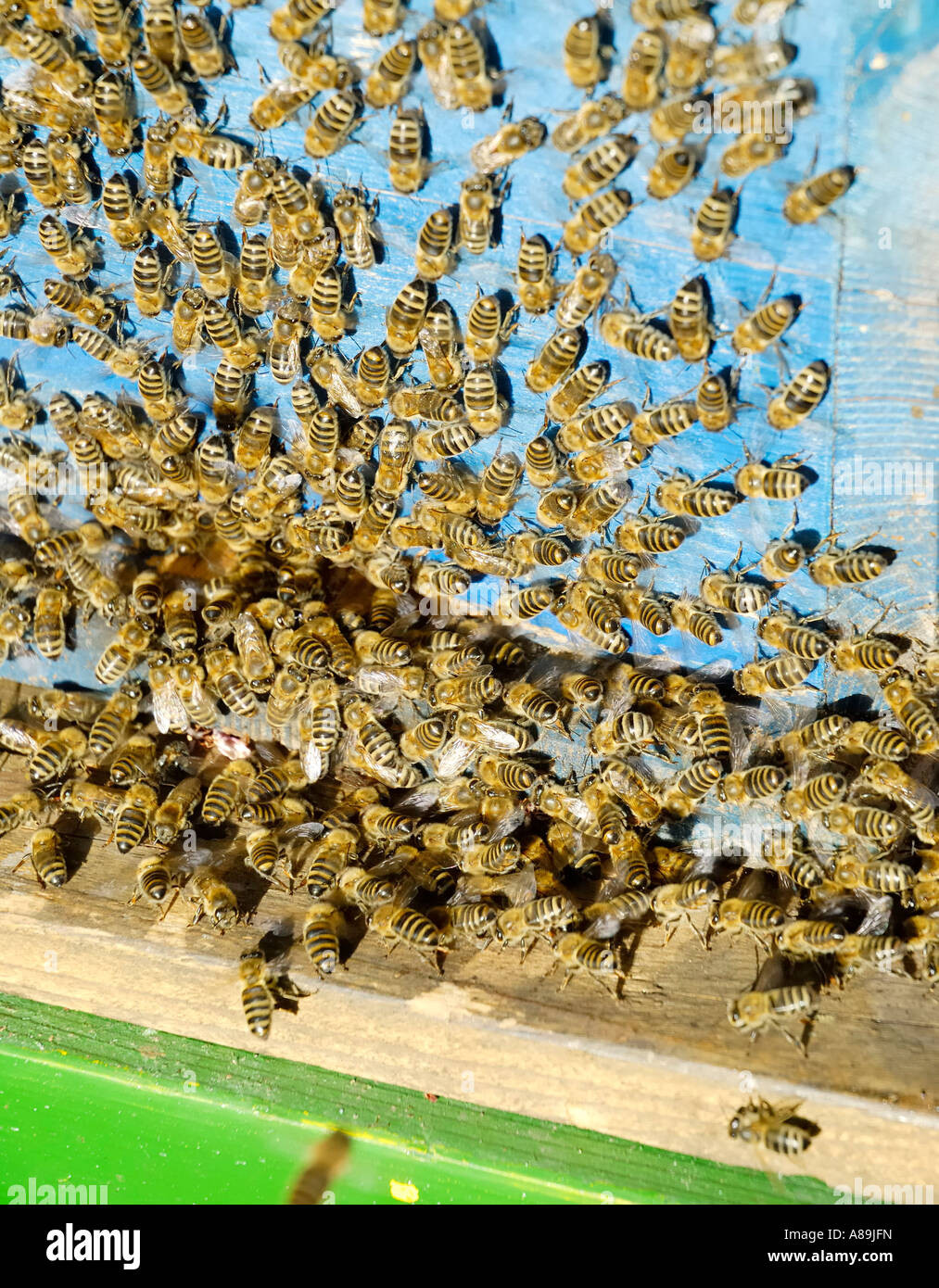 Bees have accepted new beehive after having swarmed Stock Photo - Alamy