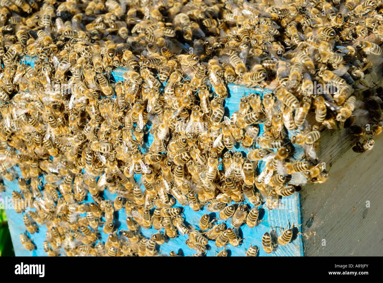 Bee swarm hi-res stock photography and images - Alamy