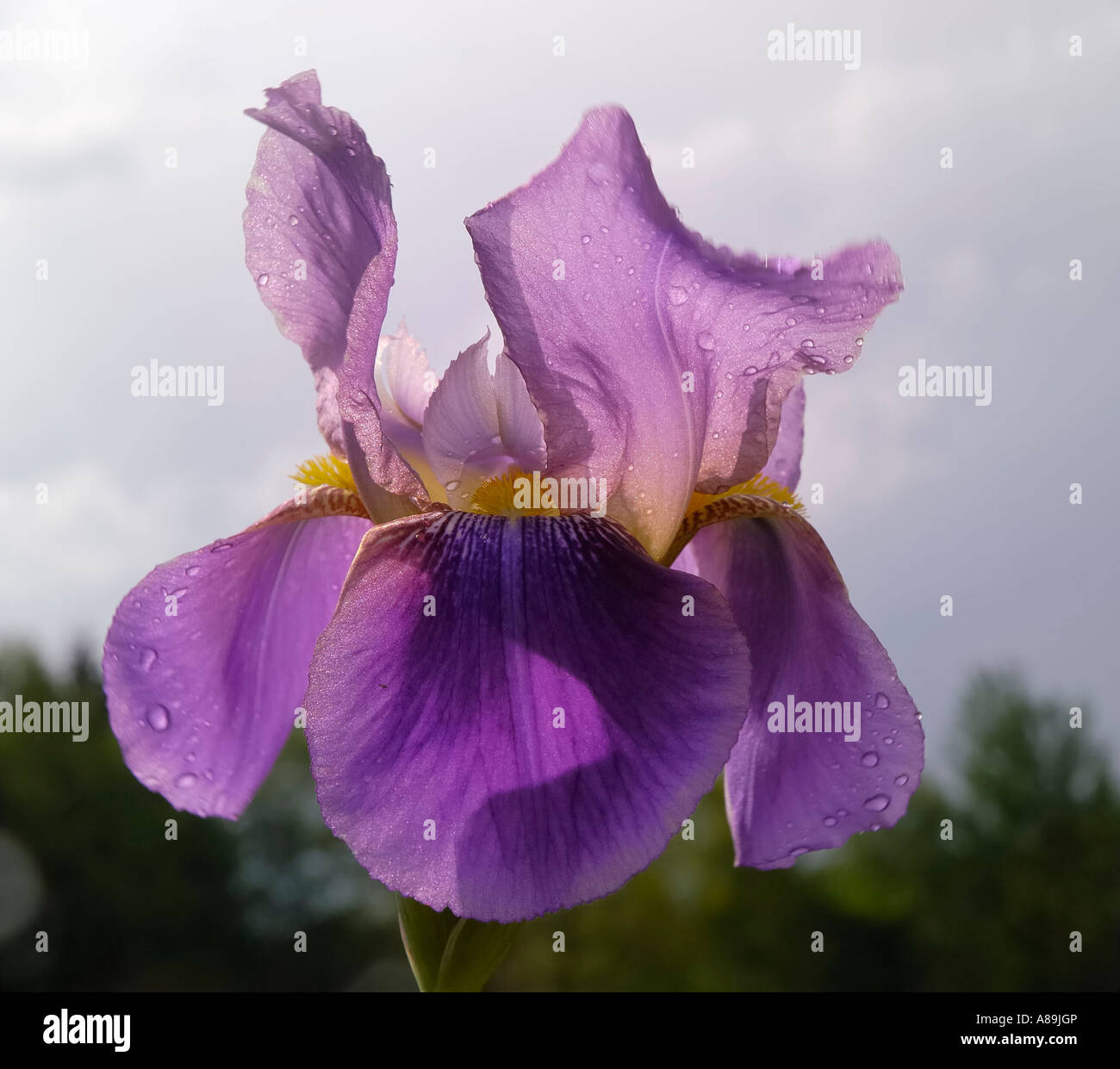 Flower of iris barbata, Iridaceae, in back light Stock Photo - Alamy