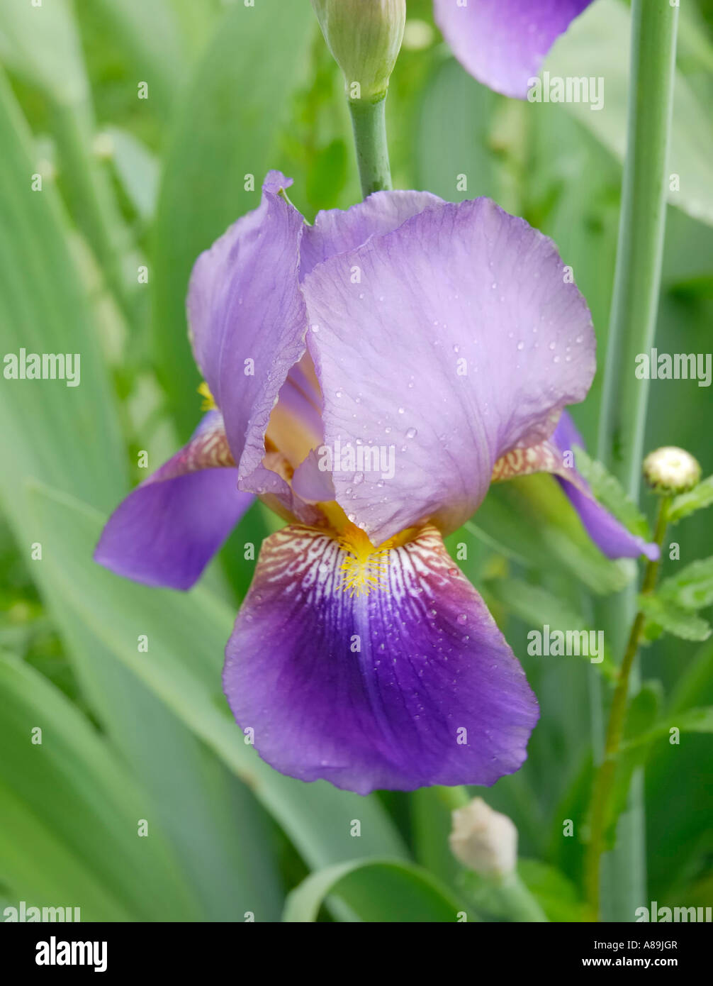 Flower of iris barabta, Iridaceae Stock Photo - Alamy