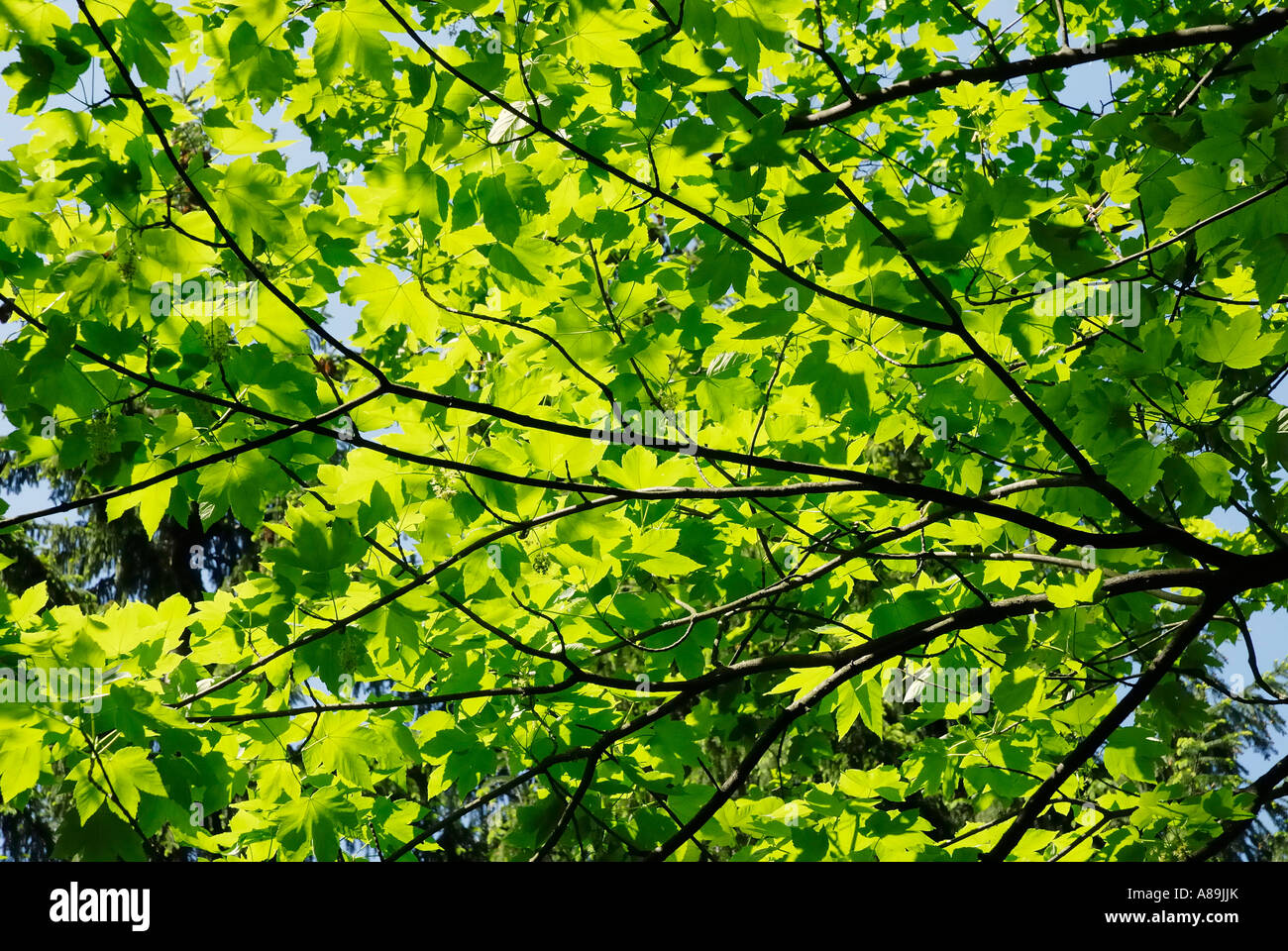 Sprouting leaves of an endemic maple tree, Acer pseudoplantanus ...