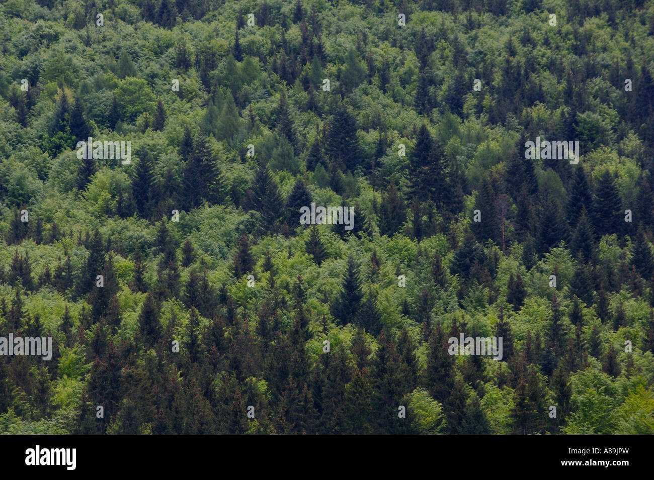 Mixed forest in spring Stock Photo - Alamy