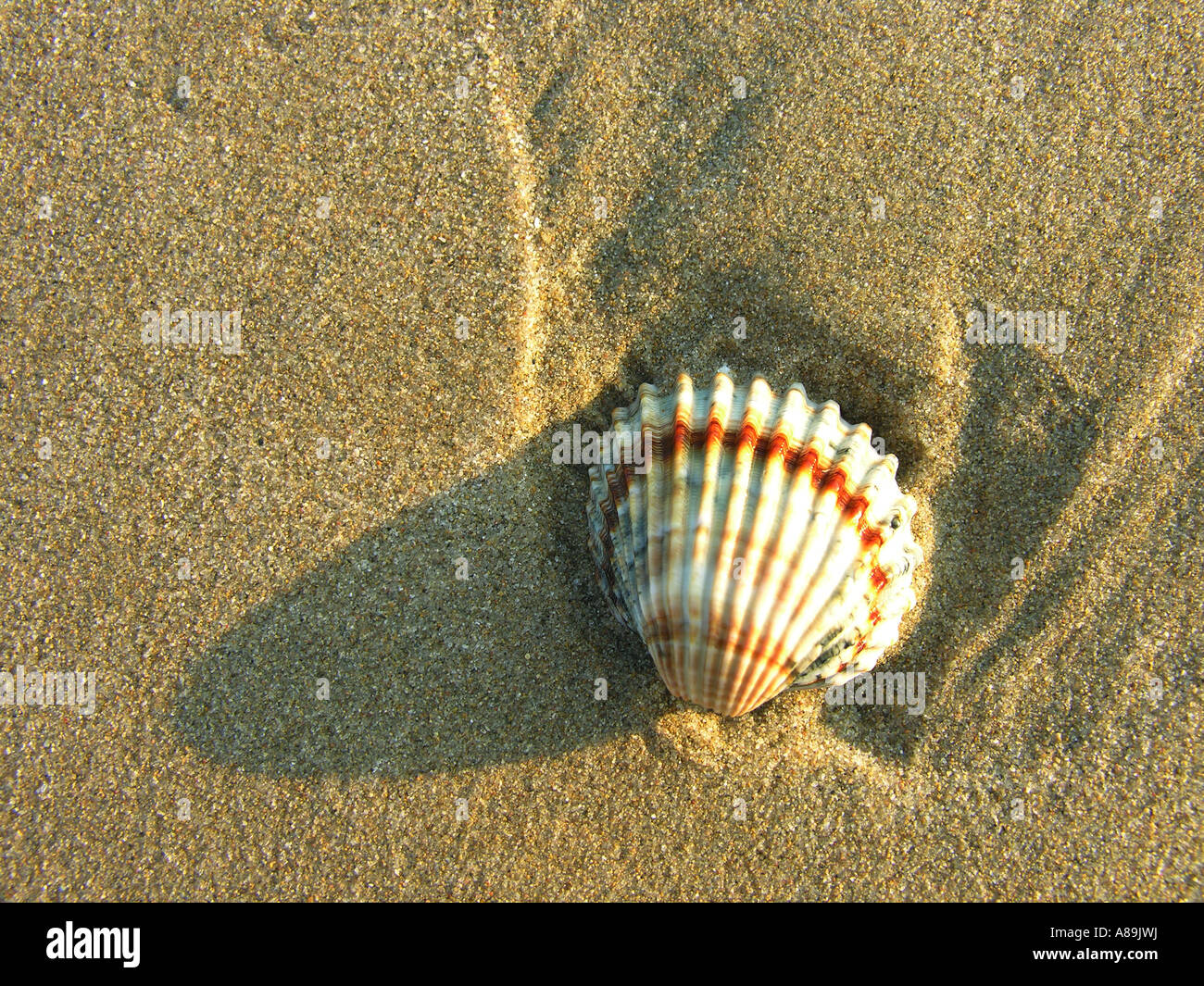 Shells in the sand Stock Photo - Alamy