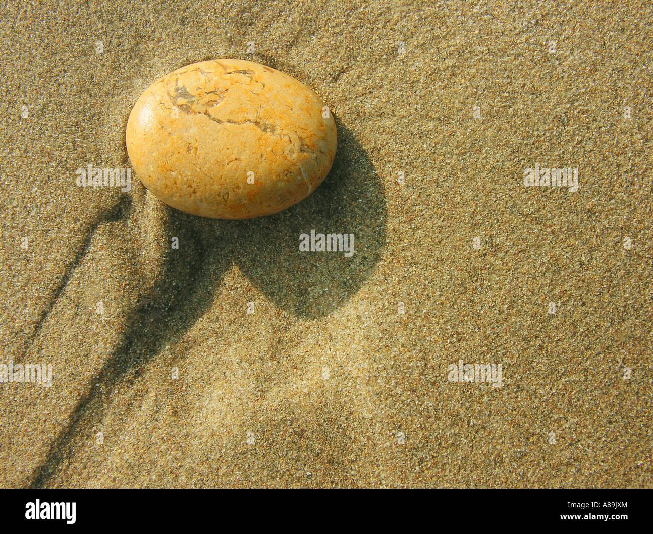 Yellow pebble on wet sand Stock Photo - Alamy