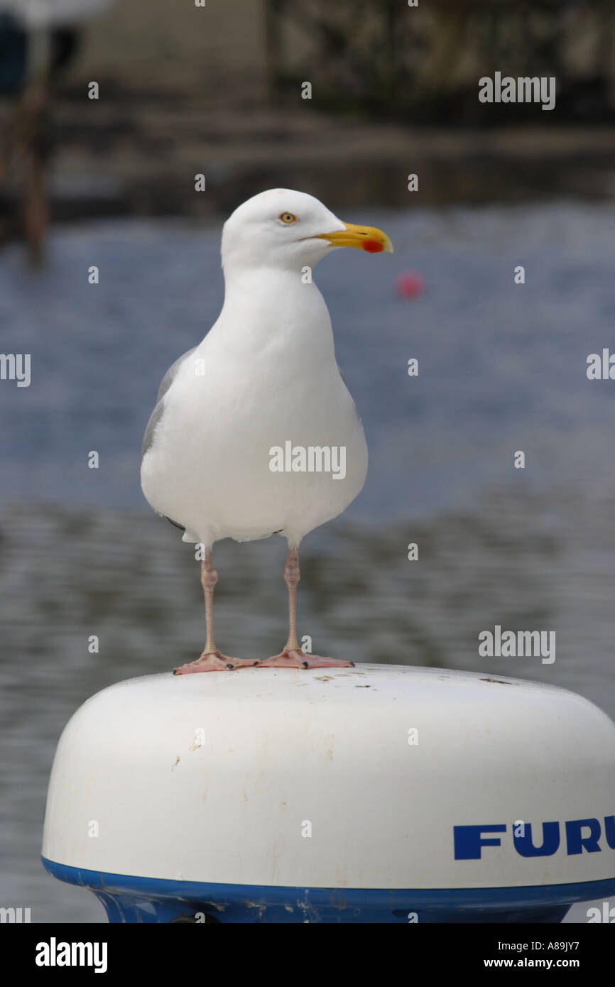 Seagull sitting on top of fishing trawler radar Stock Photo - Alamy