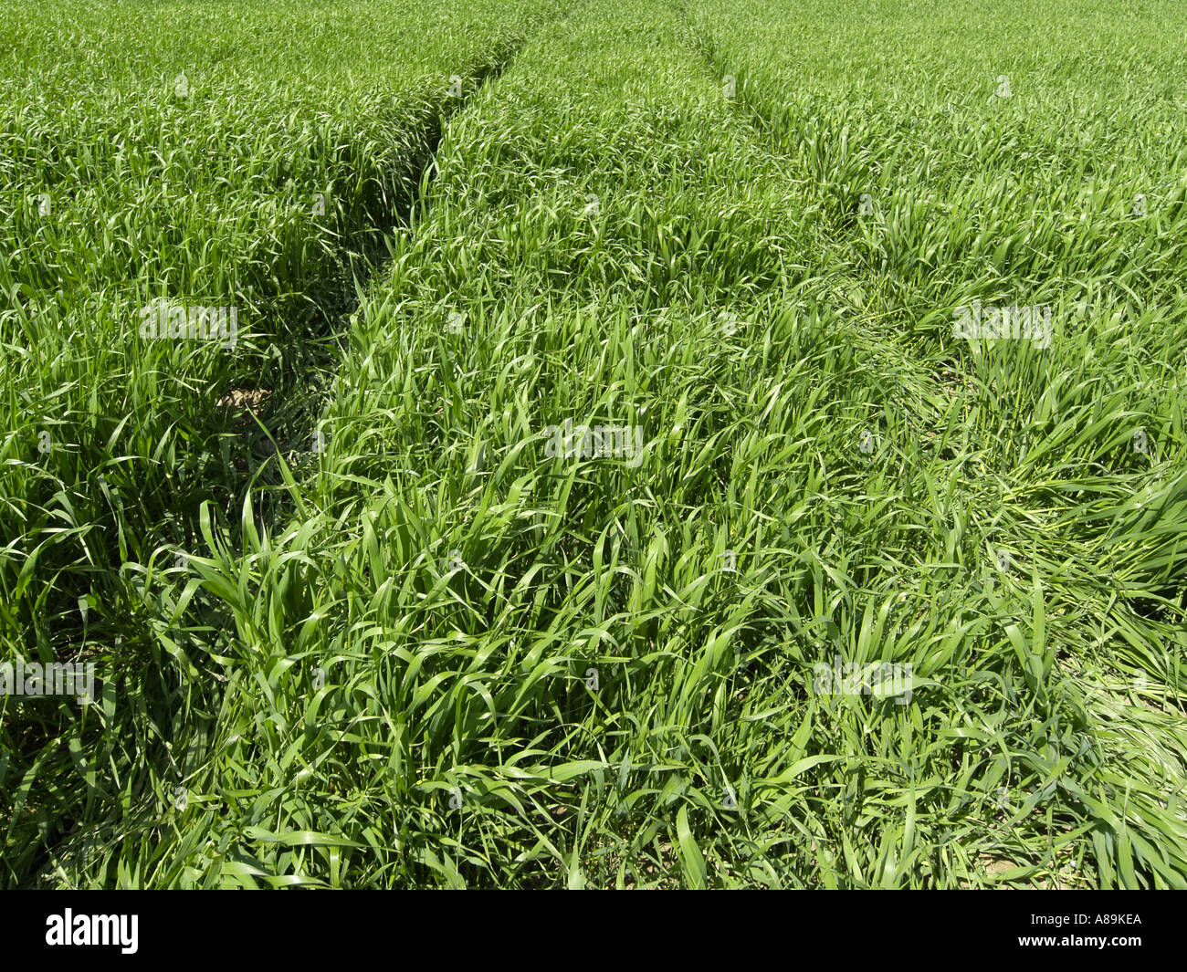 Field soil tracks hi-res stock photography and images - Alamy