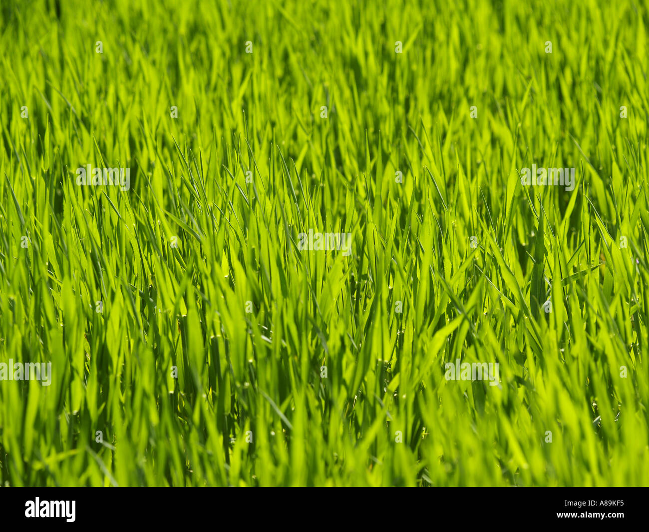 L blade of grass hi-res stock photography and images - Alamy