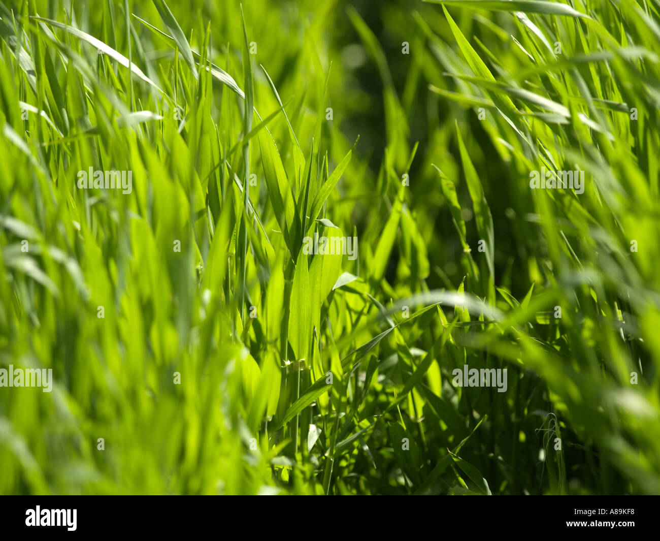 Sector agriculture annex characteristic hi-res stock photography and ...