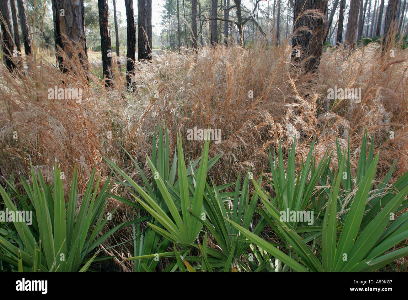 Florida Lake Kissimmee State Park,palmetto,prairie grass,pine flatland ...