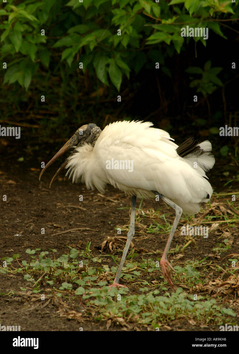 Florida bird immature wood stork Stock Photo - Alamy
