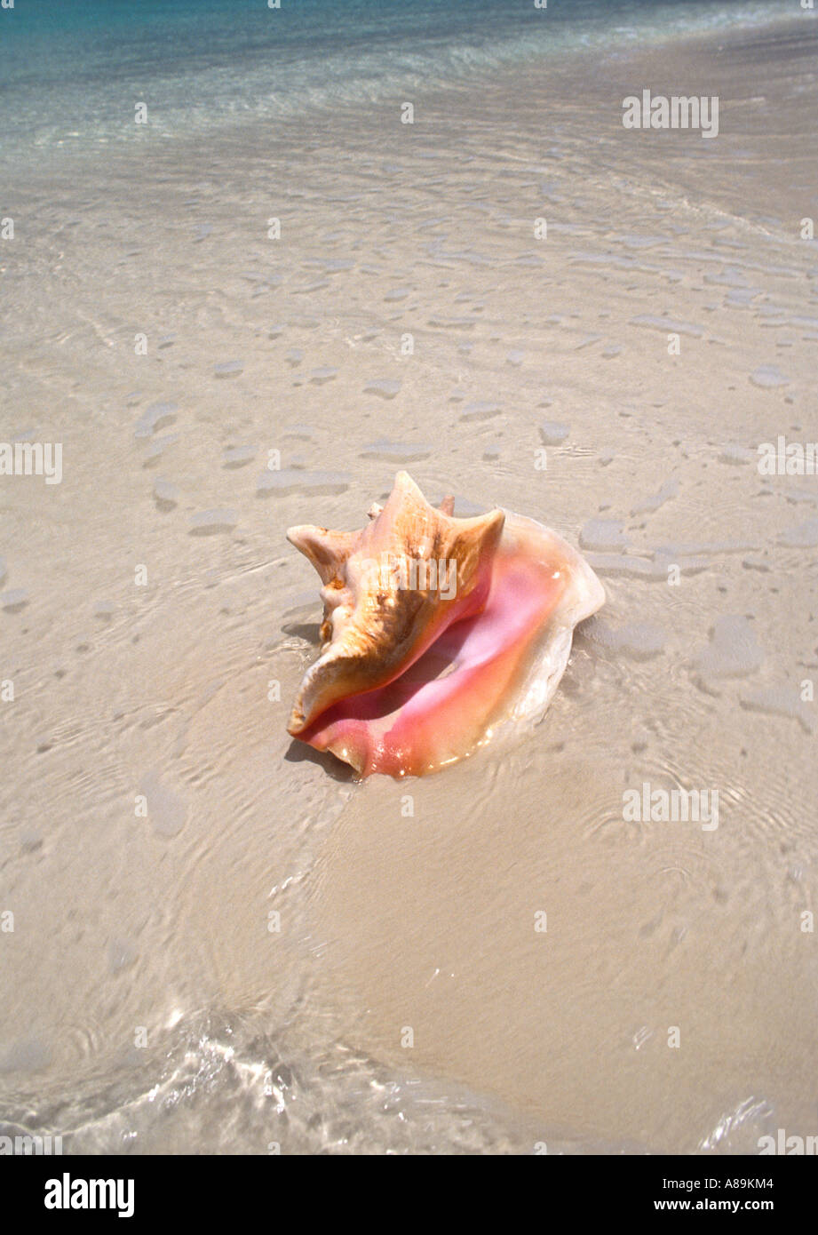 Pink shell icon hi-res stock photography and images - Alamy