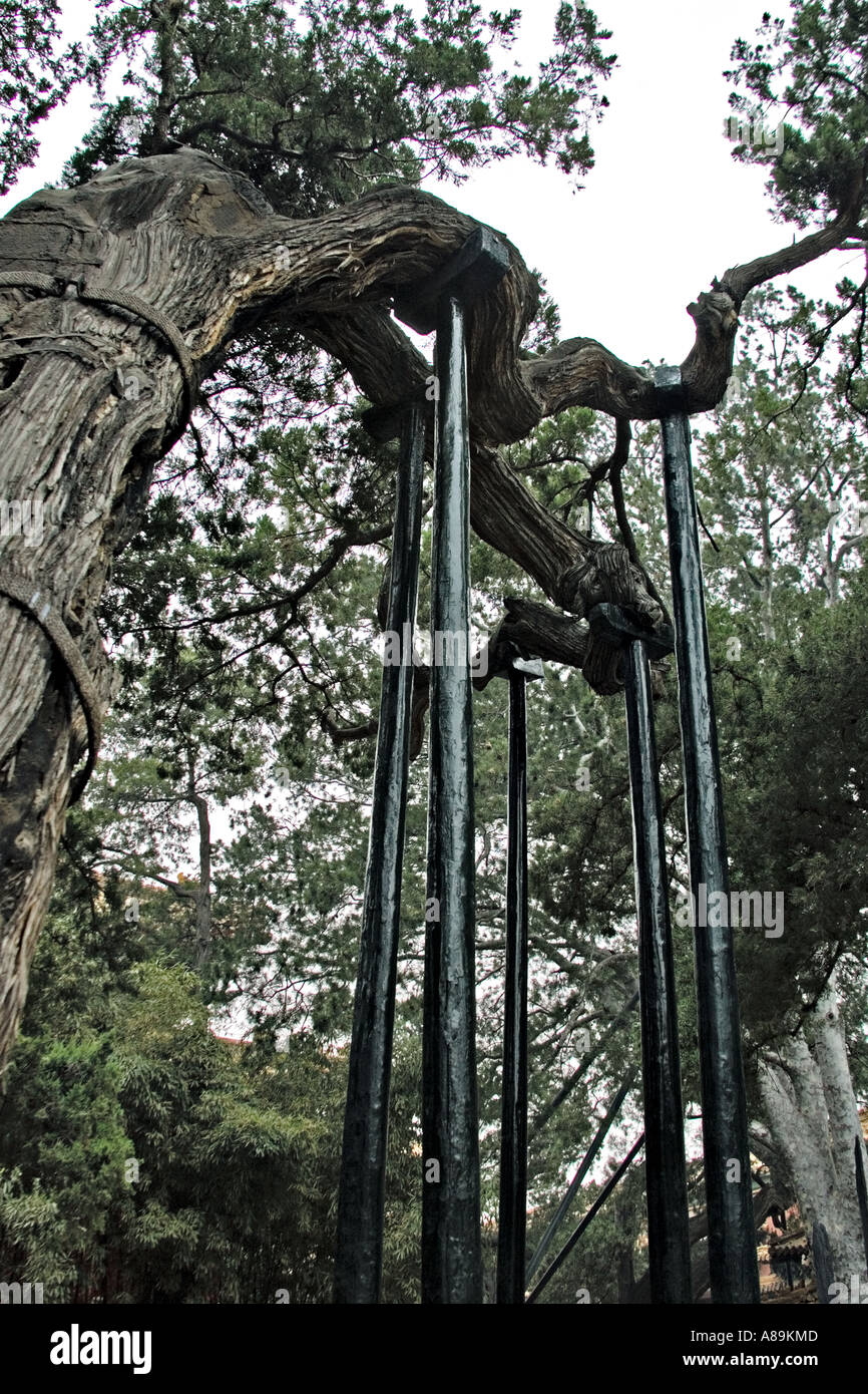 CHINA BEIJING Ancient cypress tree supported in the Imperial Garden of ...