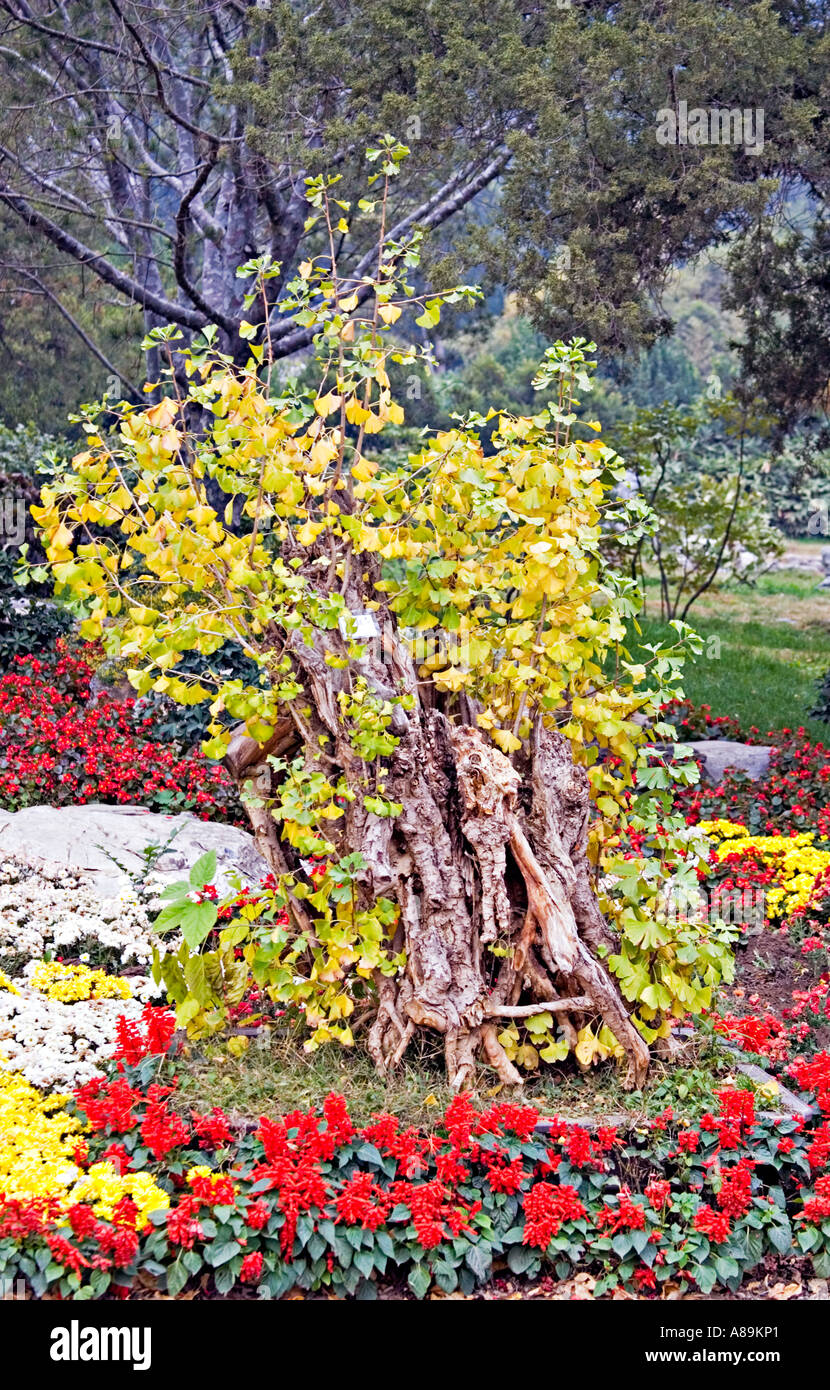 CHINA BEIJING Display of ancient Bonsai trees in the center of Jingshan ...