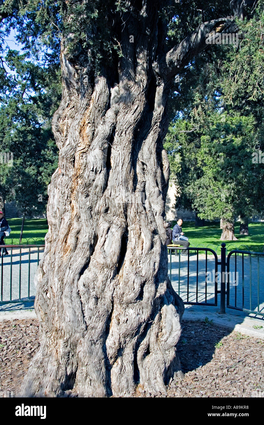 CHINA BEIJING Gnarled trunk of ancient cedar tree in the gardens of the ...