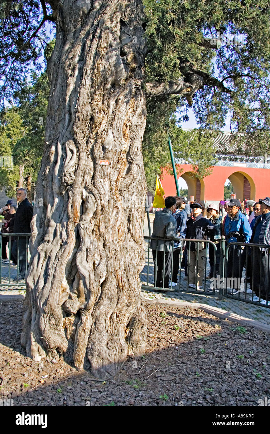 CHINA BEIJING Chinese tourists admire gnarled trunk of ancient cedar ...