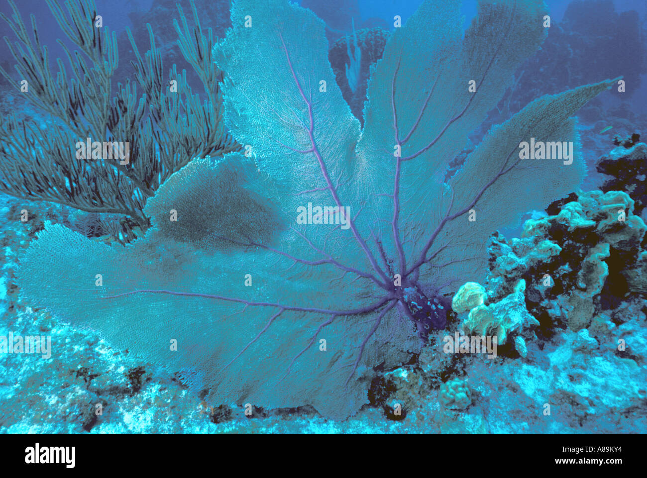 Giant sea fan underwater on coral reef Stock Photo - Alamy