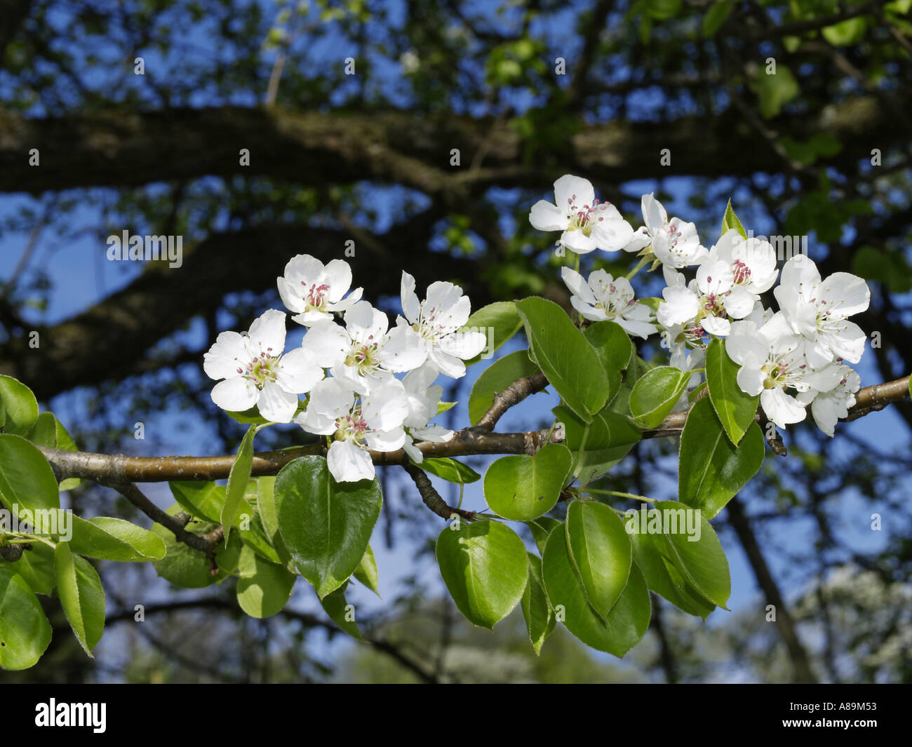 pear tree in blossom detail Stock Photo - Alamy