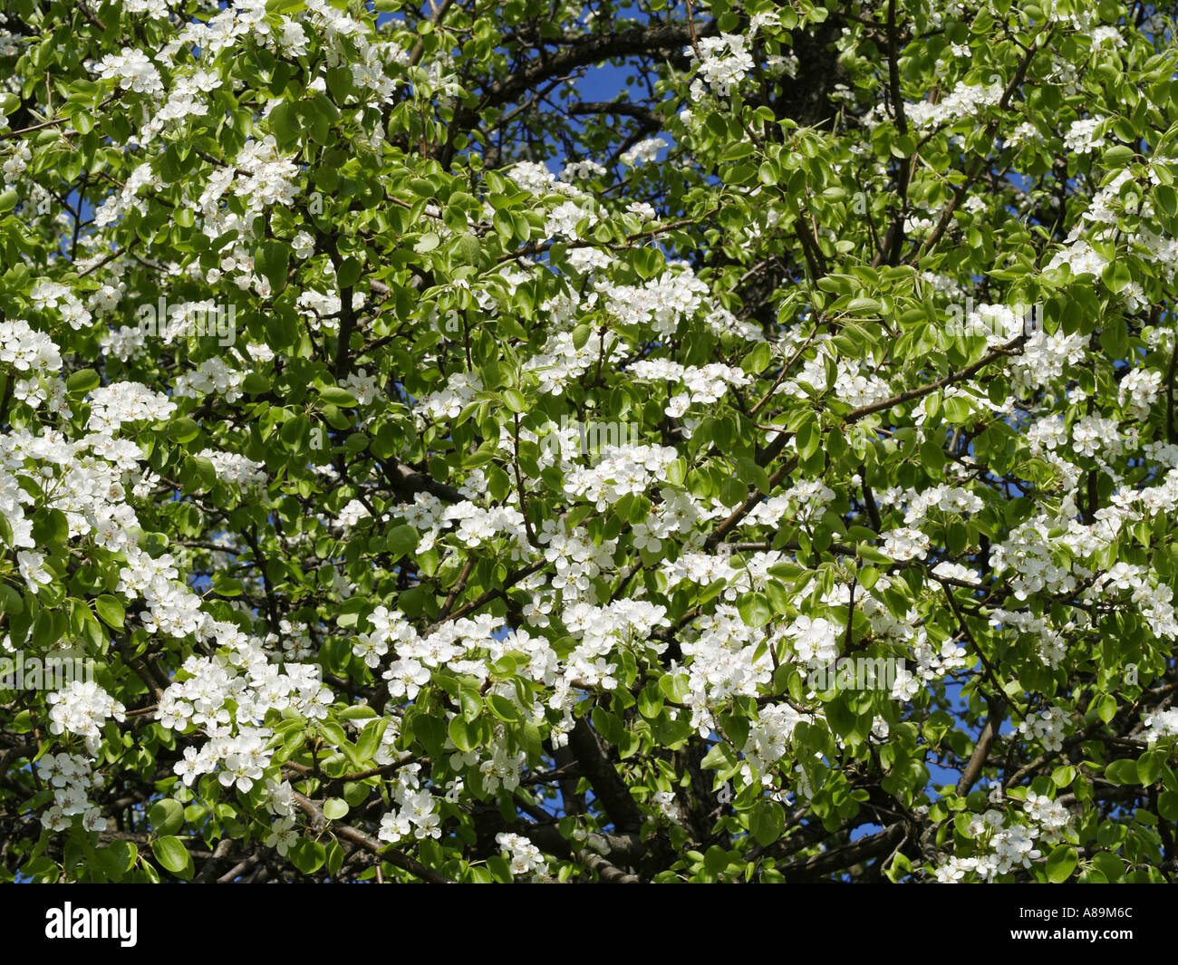 pear tree in blossom Stock Photo - Alamy