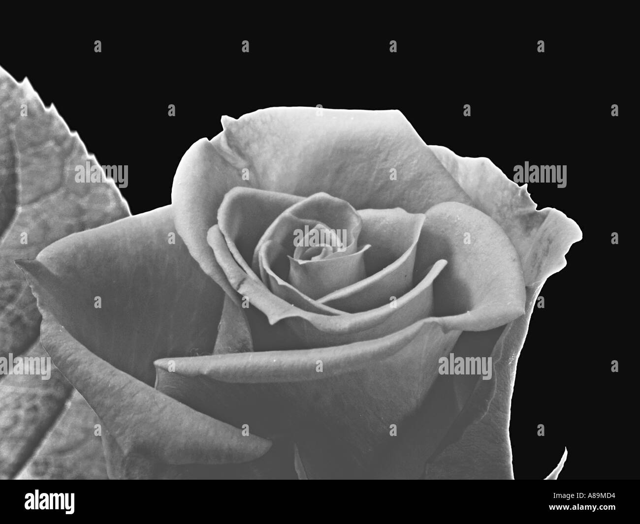 Bw rose hi-res stock photography and images - Alamy