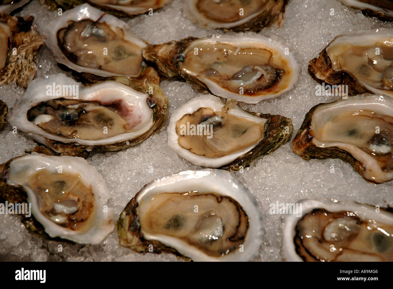 Oysters oyster on half shell iced Stock Photo - Alamy
