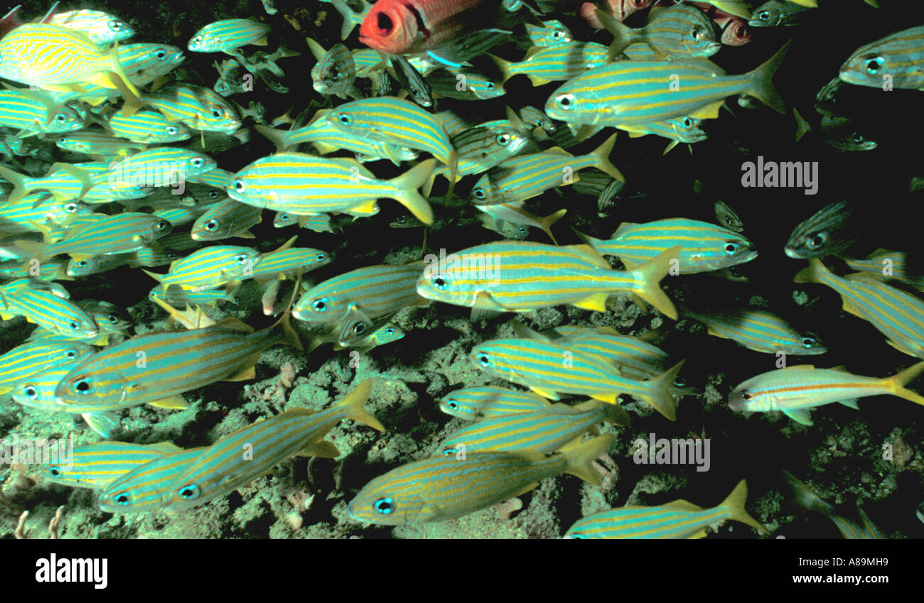 Schooling school fish underwater Stock Photo - Alamy