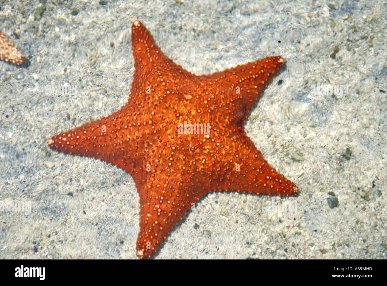 Tropics underwater red starfish Stock Photo - Alamy