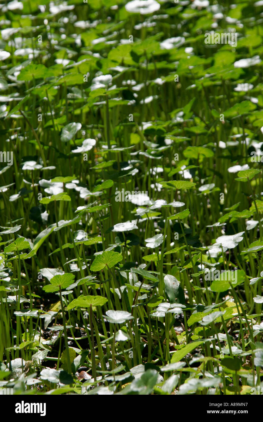Lakeland Florida,Saddle Creek Park,swamp plants,Tenoroc Trail,visitors ...