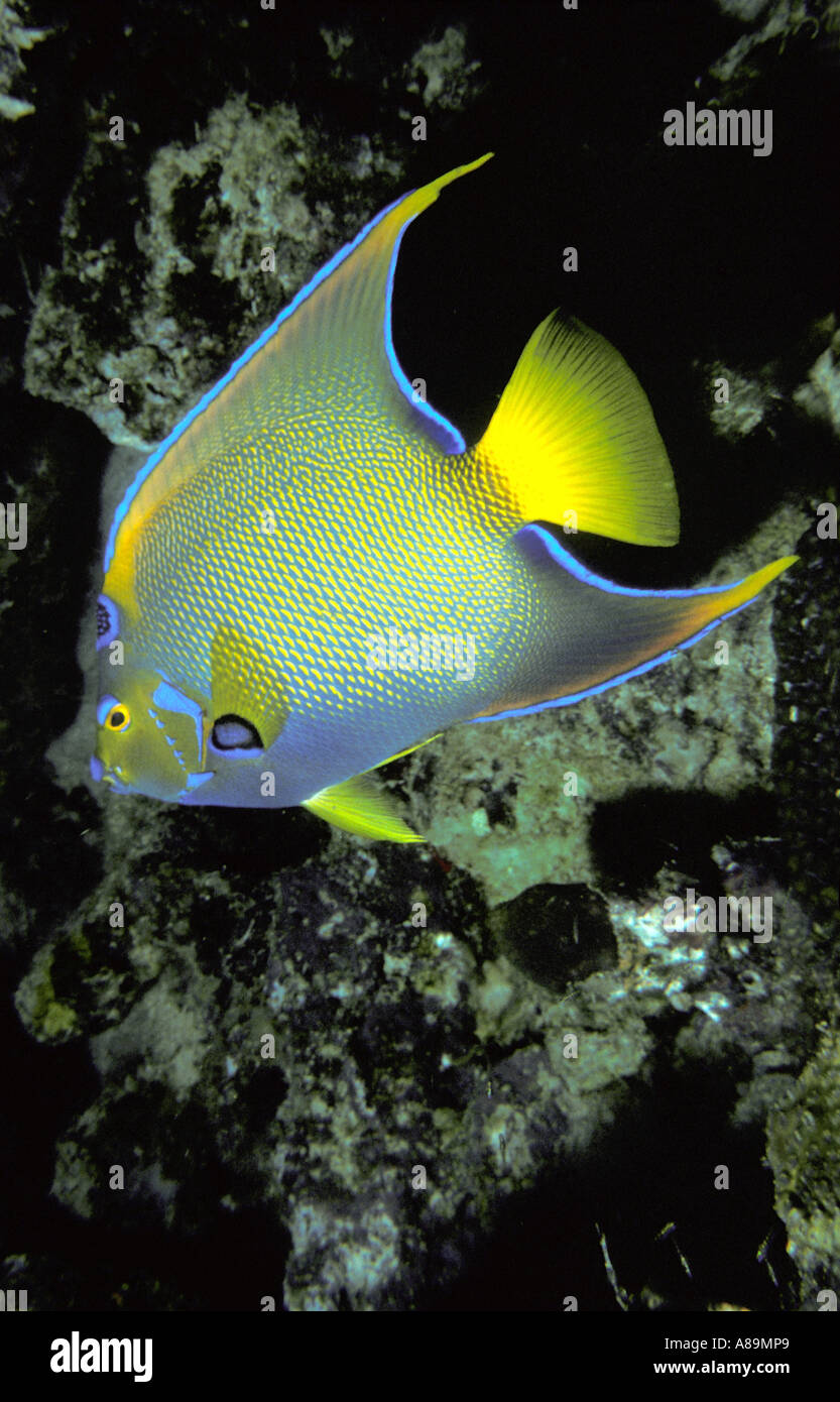 Underwater queen angelfish Stock Photo - Alamy