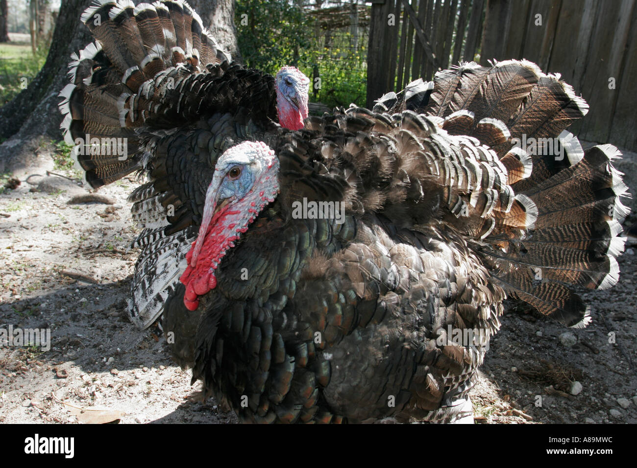 Dudley farm historical state park hi-res stock photography and images ...