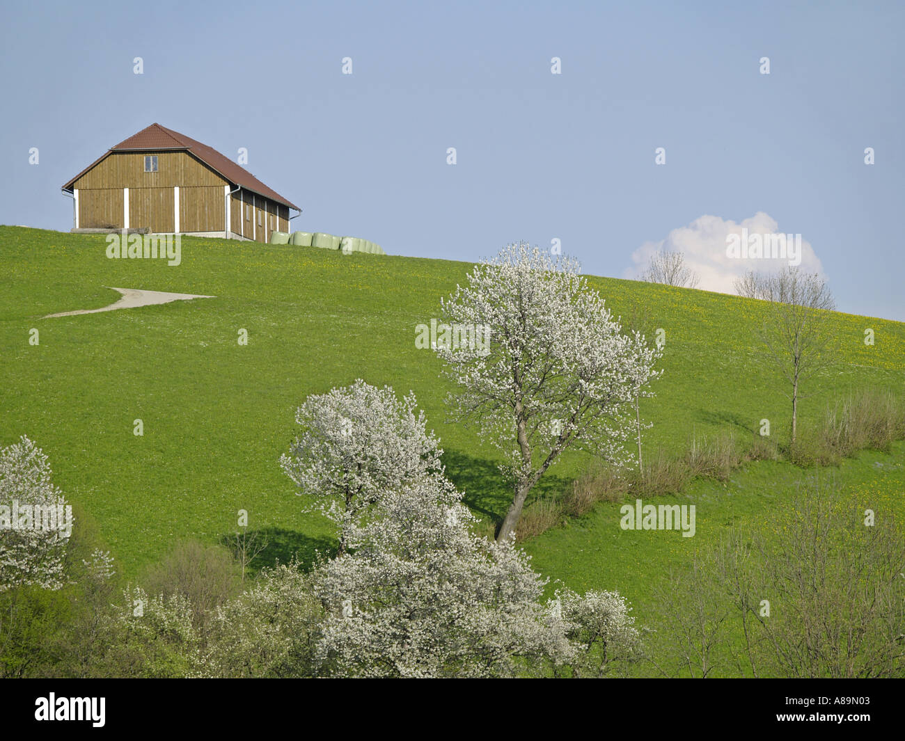farm on a hill, pear trees in blossom Stock Photo - Alamy