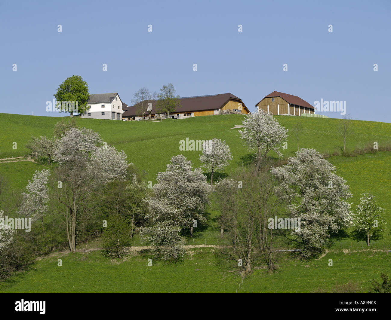 Pear trees on village farm hi-res stock photography and images - Alamy