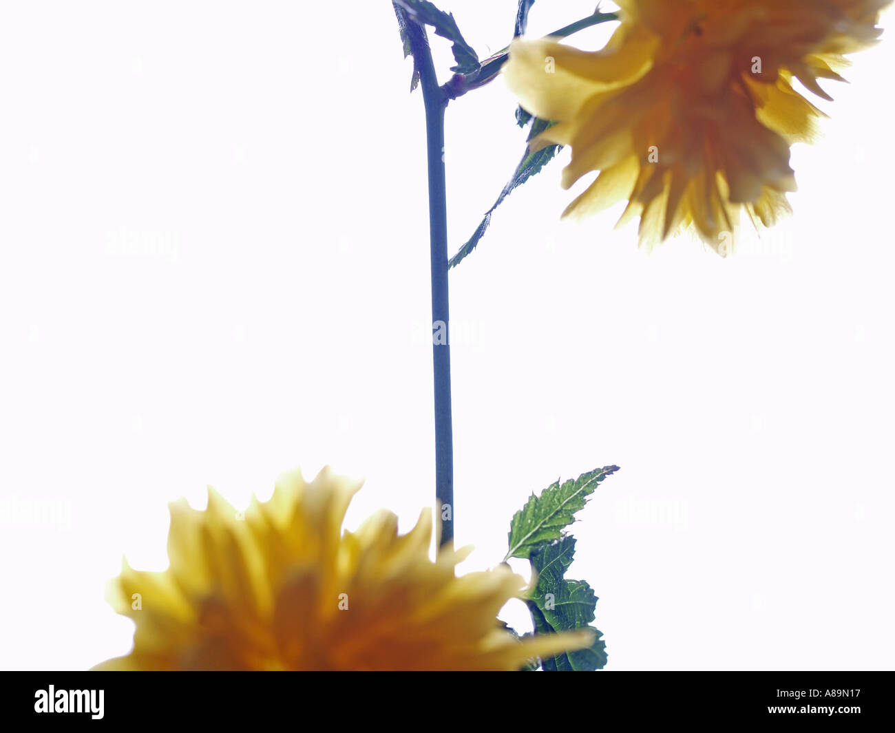 Japanese kerria yellow flowers hi-res stock photography and images - Alamy