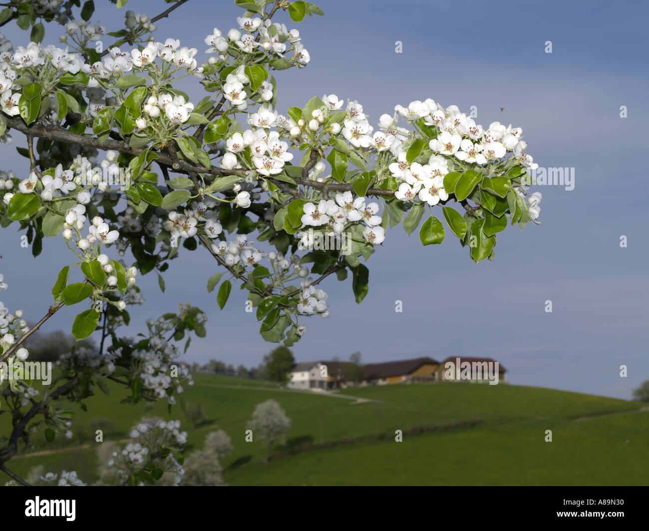 pear tree in blossom in the background farm on a hill Stock Photo - Alamy