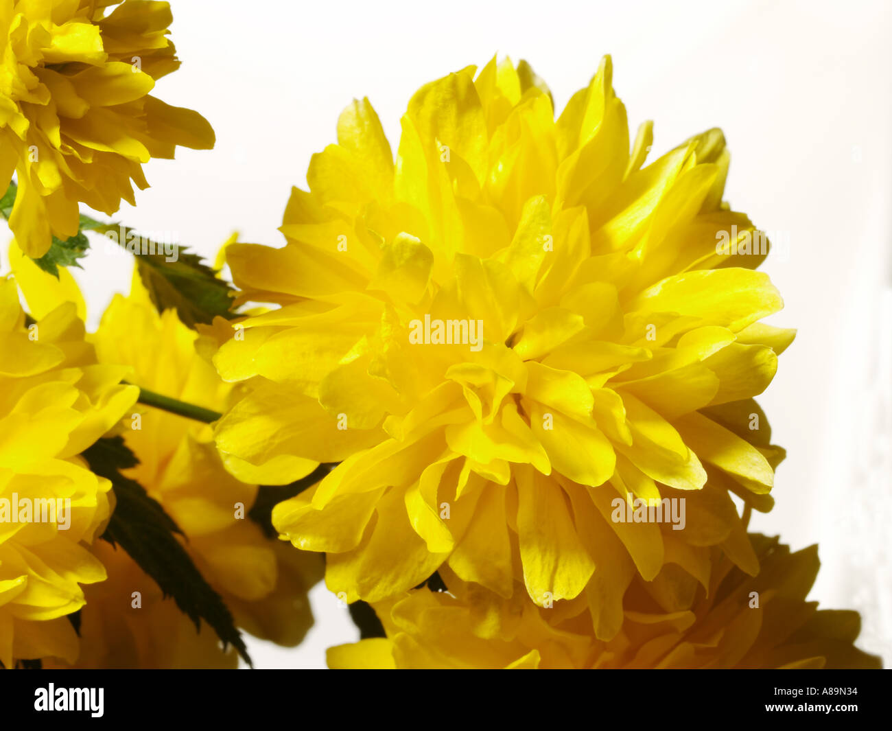 Japanese kerria yellow flowers hi-res stock photography and images - Alamy