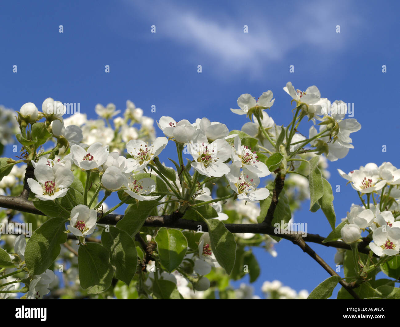 pear tree in blossom detail Stock Photo - Alamy