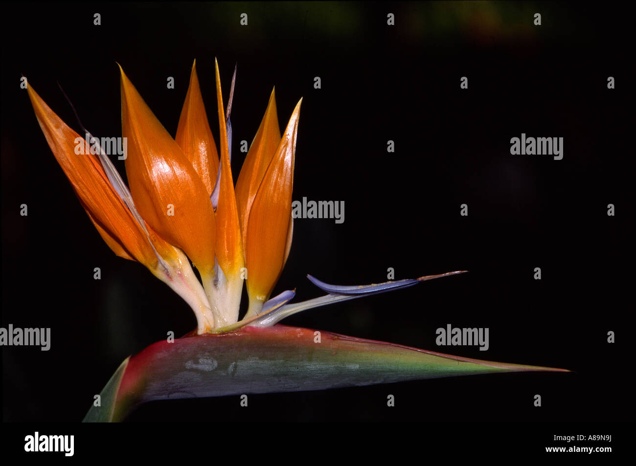 Sterlizia flower hi-res stock photography and images - Alamy