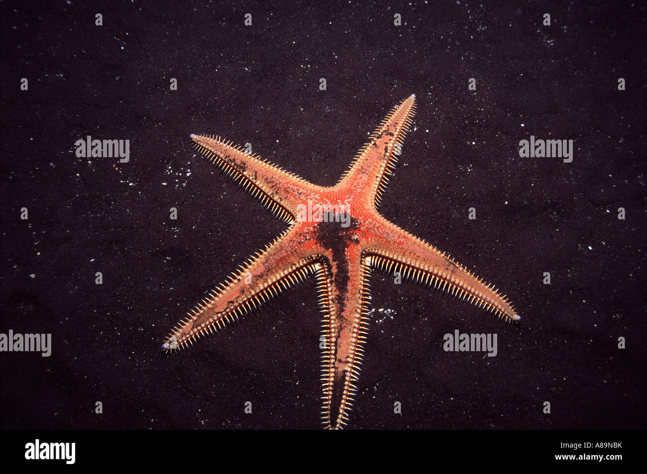 Huge specimen of Sea star Stock Photo - Alamy