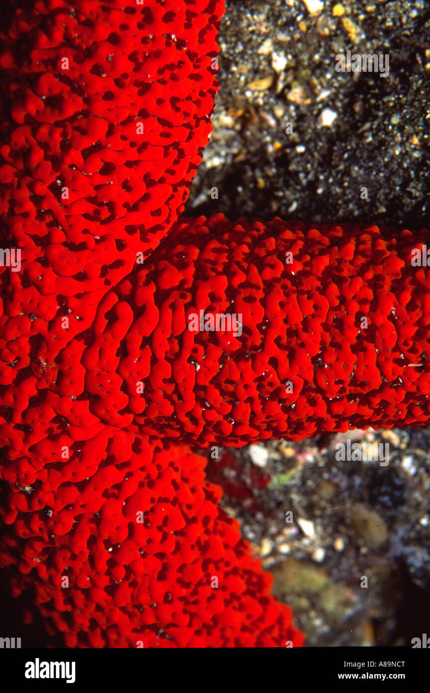 Texture detail of a Sea star Stock Photo - Alamy