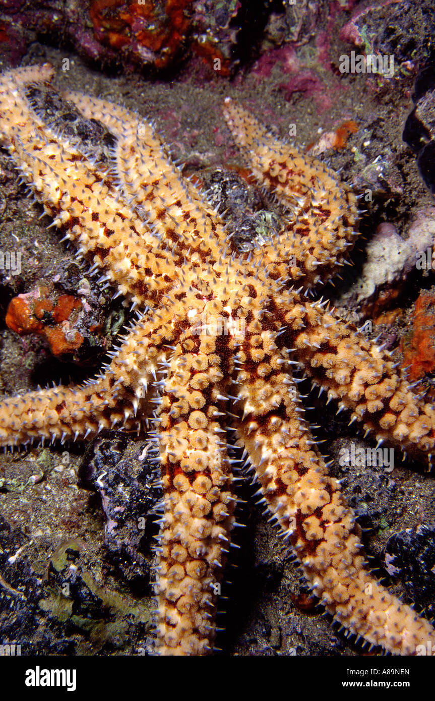 Sea star hunting its prey Stock Photo - Alamy