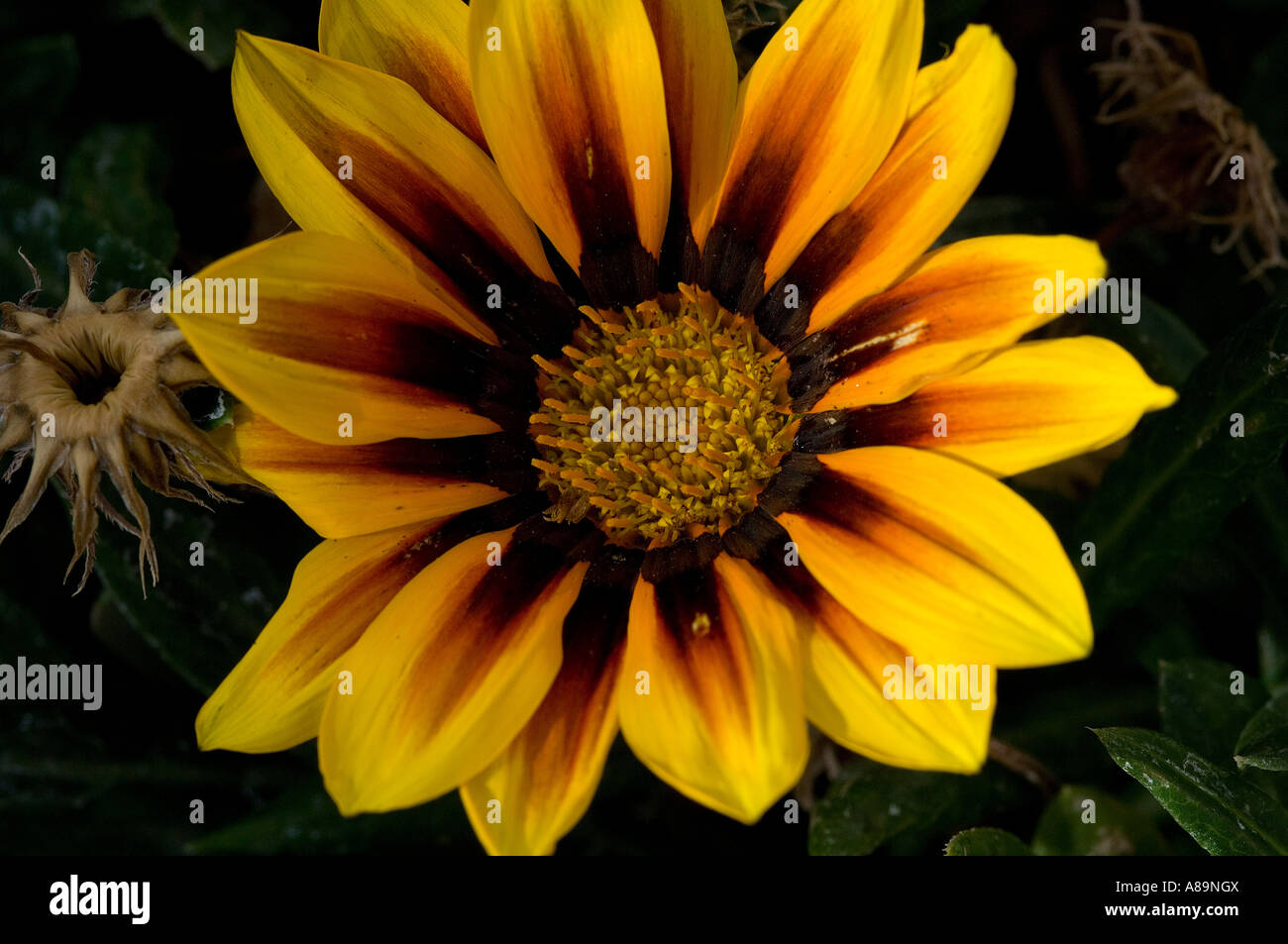 Flowers with beautiful colour combinations Stock Photo - Alamy