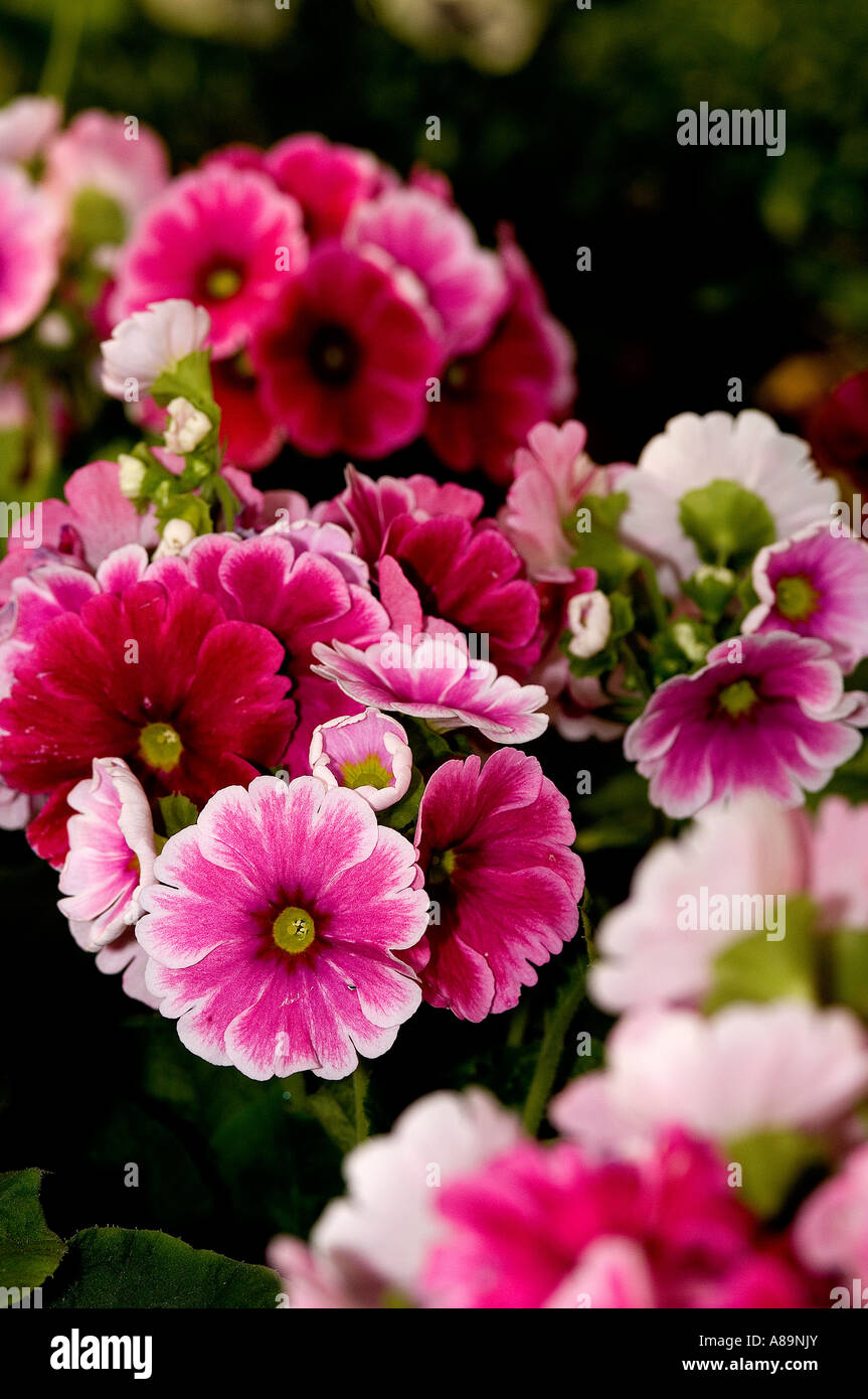 Delicate designs hi-res stock photography and images - Alamy