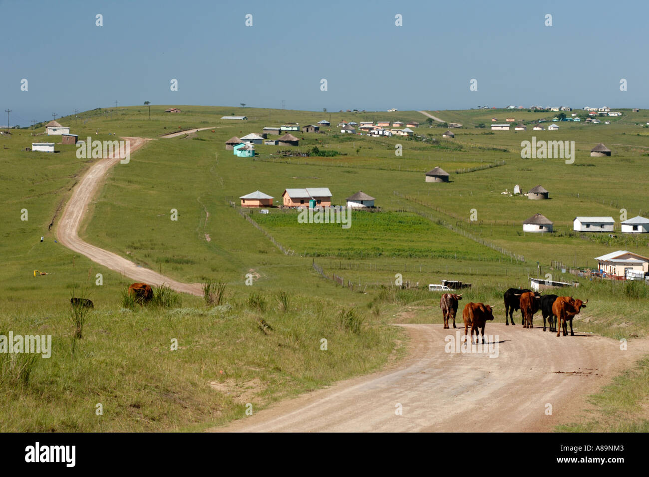 Cattle in transkei hi-res stock photography and images - Alamy