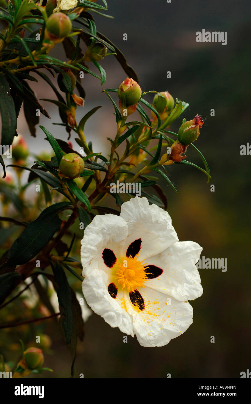 The Jara flower typical in Extremadura Stock Photo - Alamy